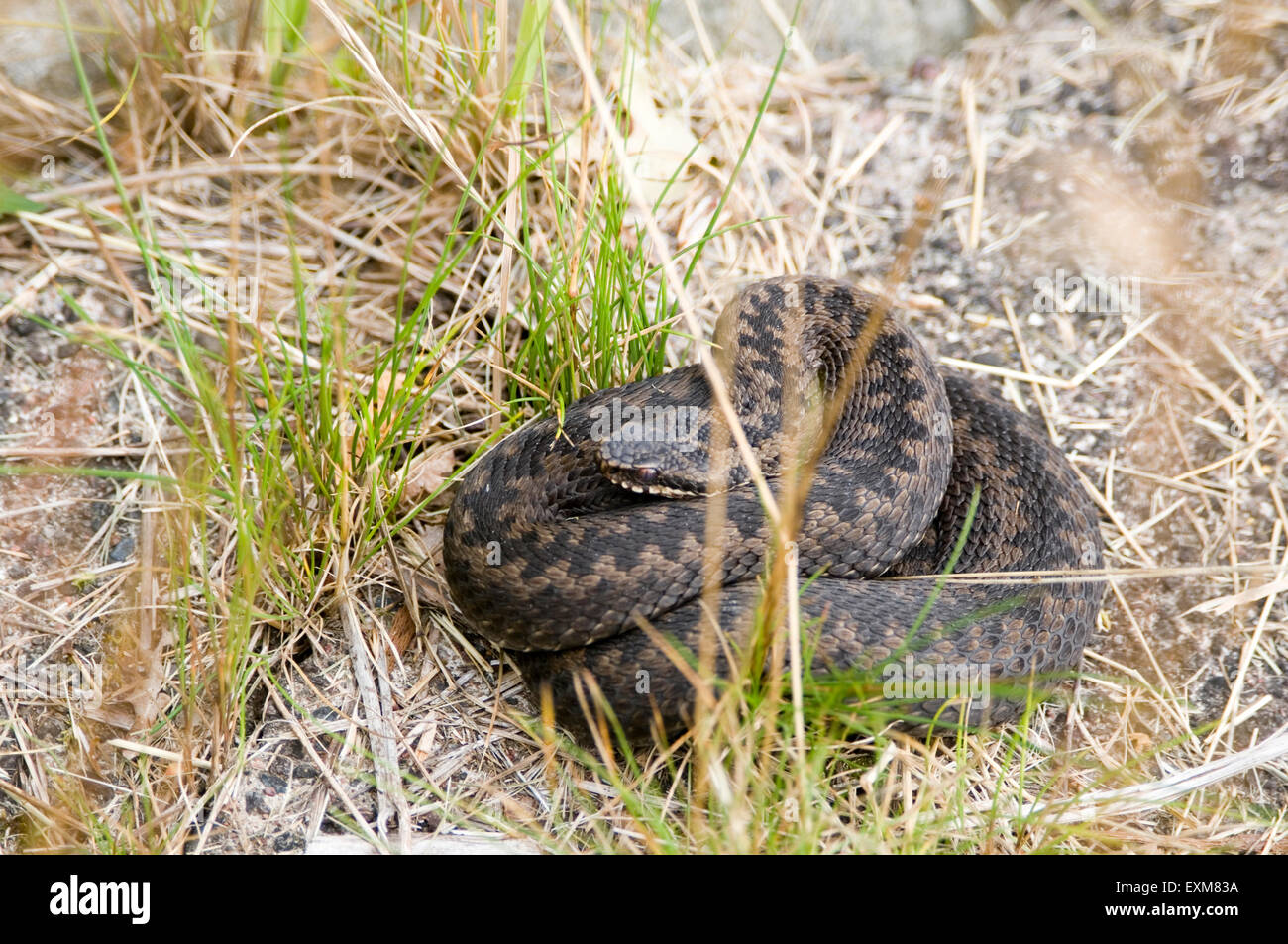 Swedish snakes High Resolution Stock Photography and Images - Alamy