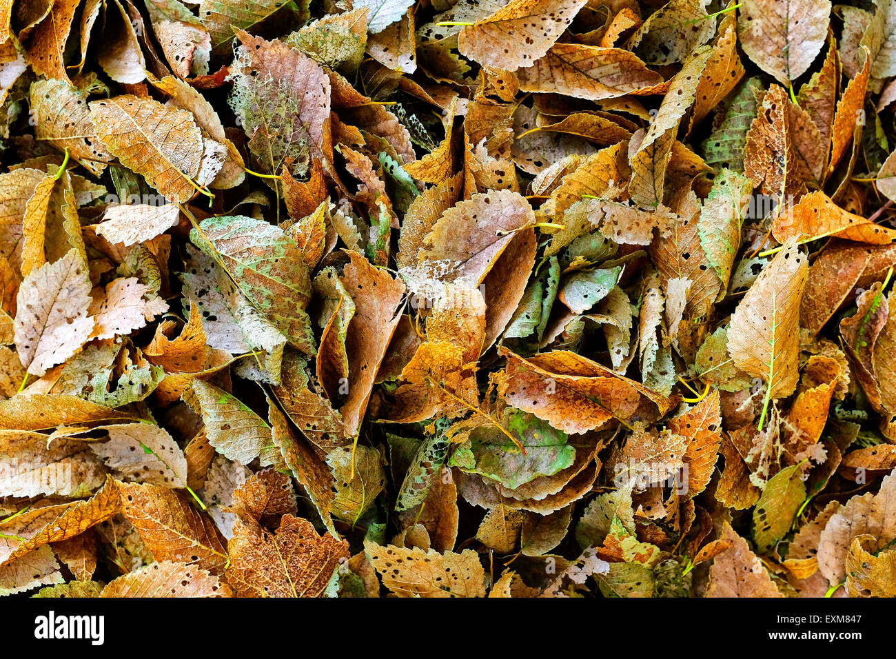 Rotting hi-res stock photography and images - Alamy