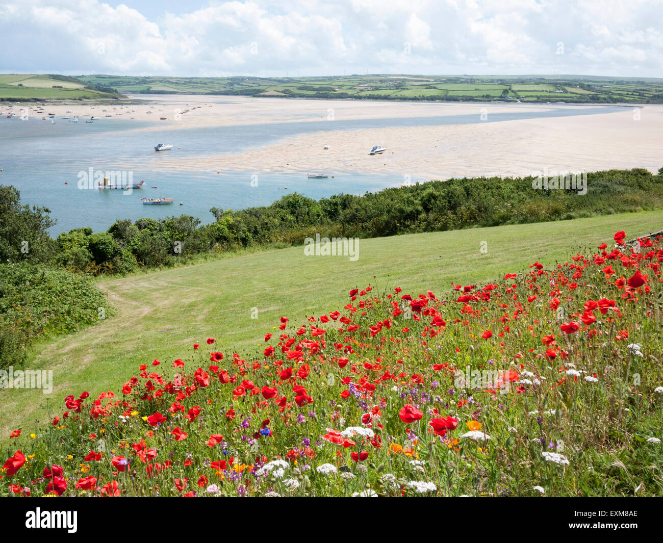 Wild flowers and poppies growing in a field overlooking the River Camel ...