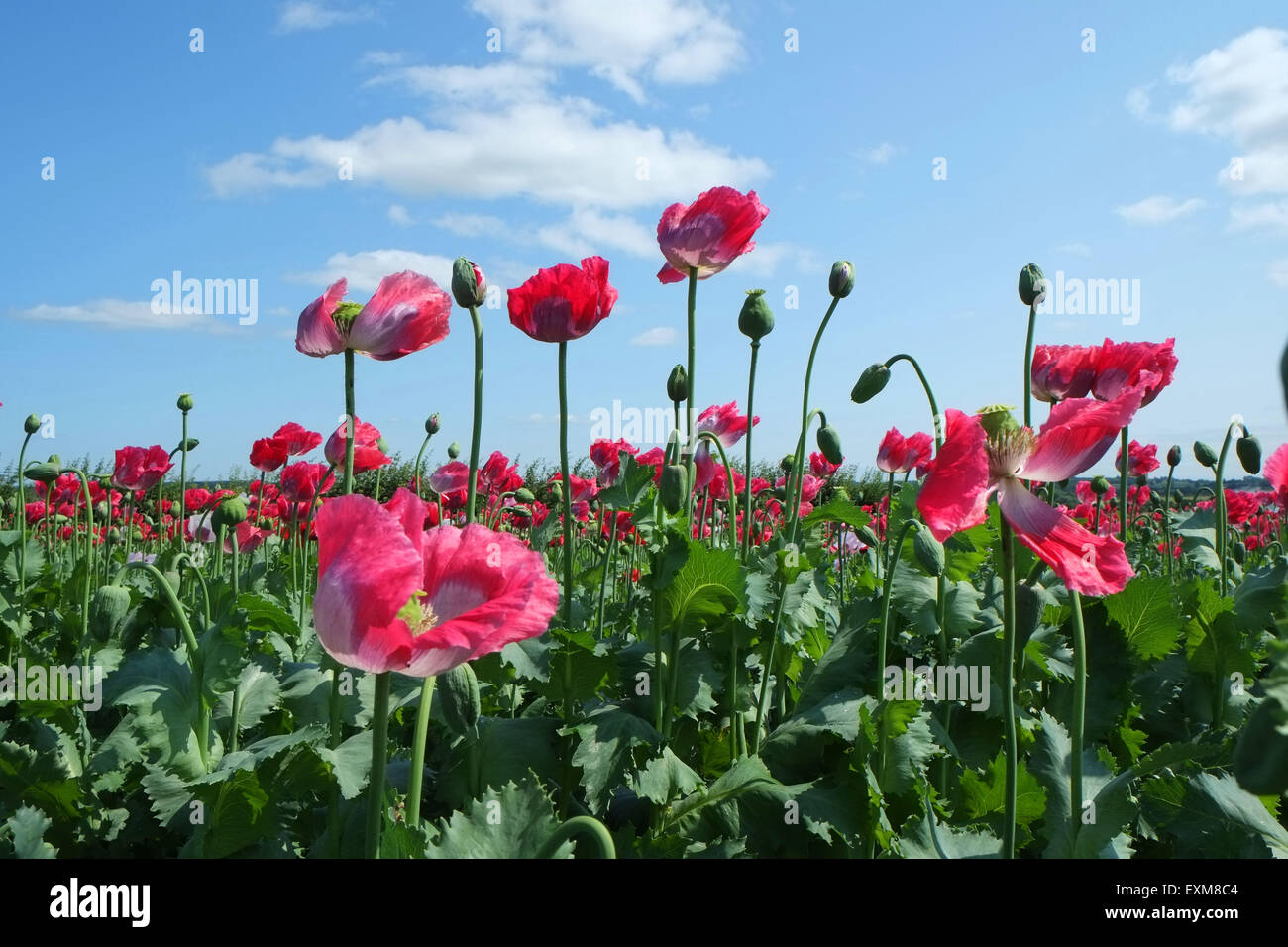 Poppy field, England Stock Photo - Alamy