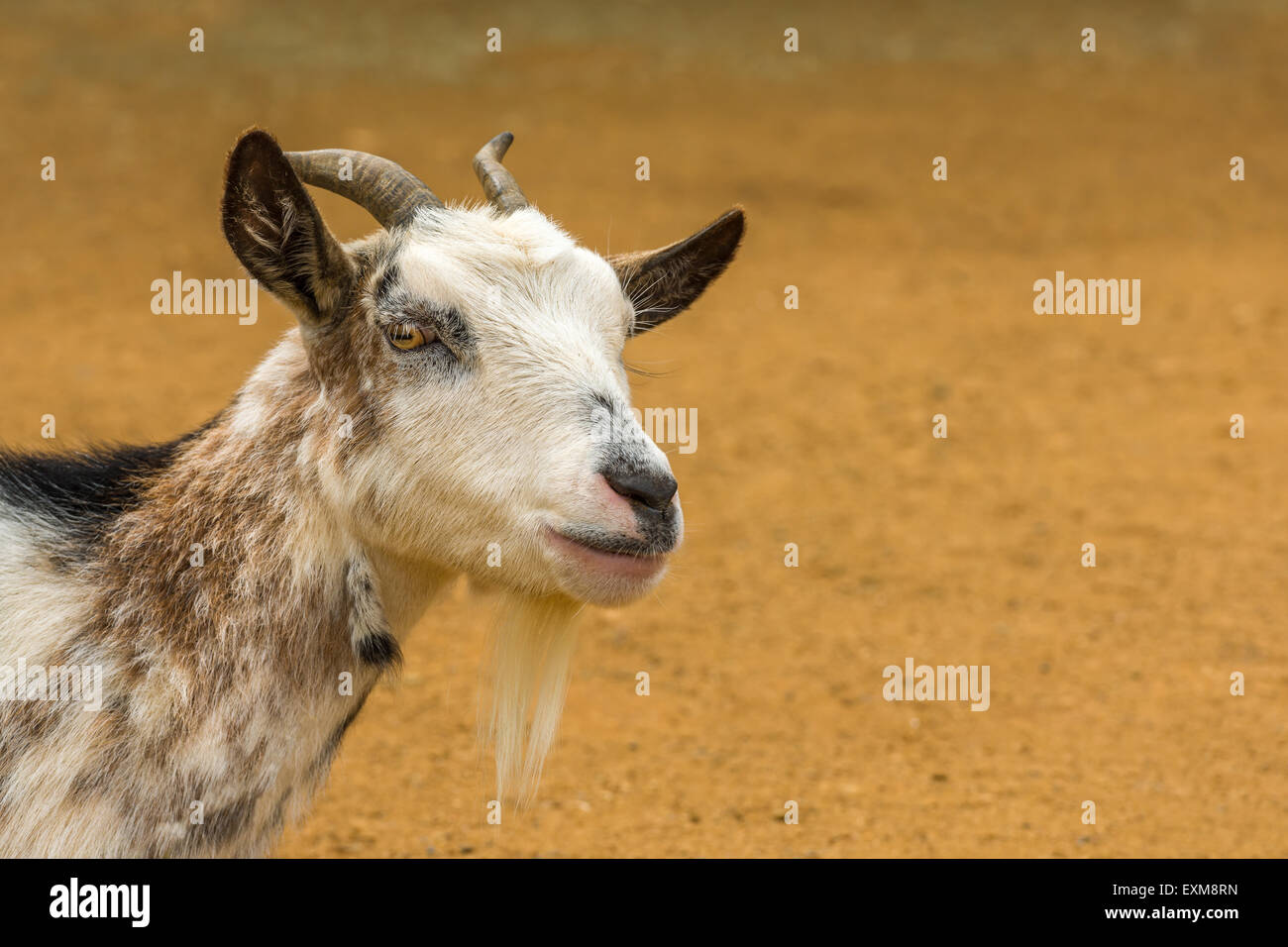 A head and shoulder image of an inquisitive goat against a neutral ...