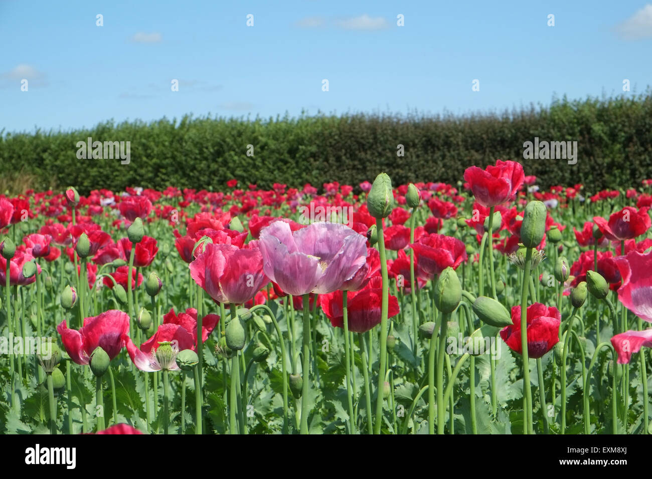 Red coloured poppy flowers hi-res stock photography and images - Alamy