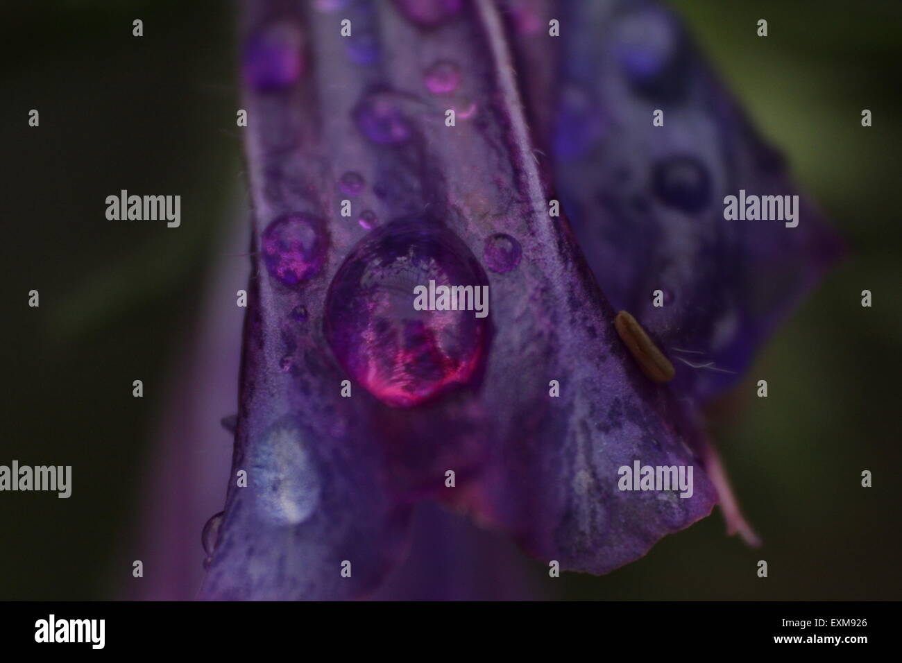 Water drop on a purple flower Stock Photo - Alamy