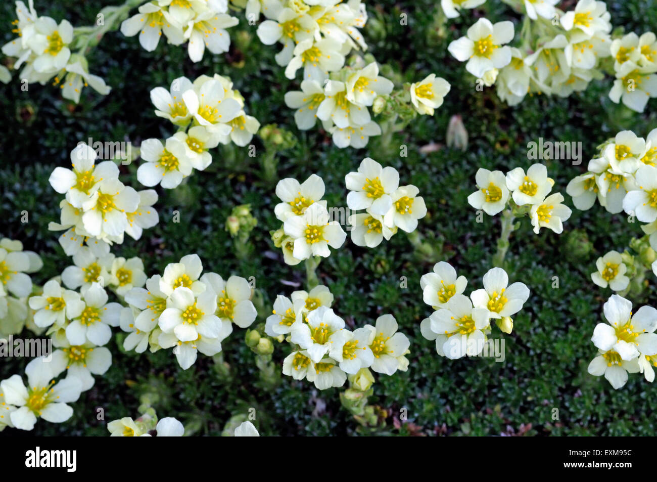 Apiculata High Resolution Stock Photography and Images - Alamy