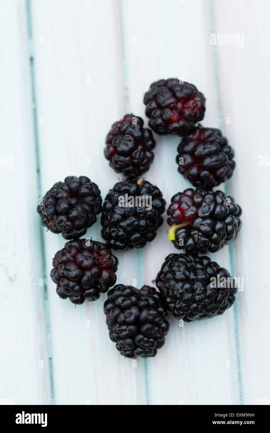 White mulberry tree hi-res stock photography and images - Alamy