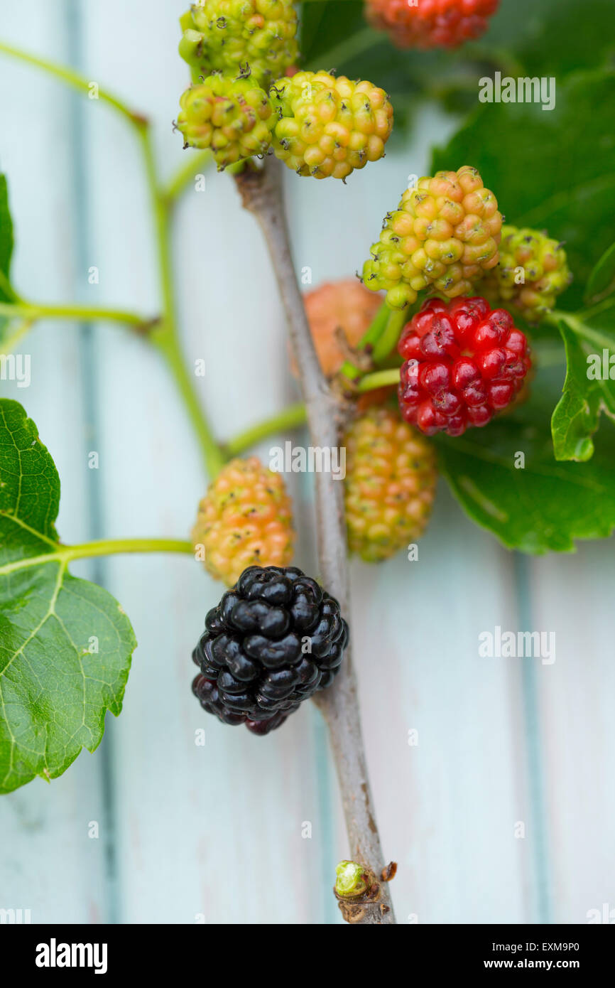 Mulberry fruit hi-res stock photography and images - Alamy