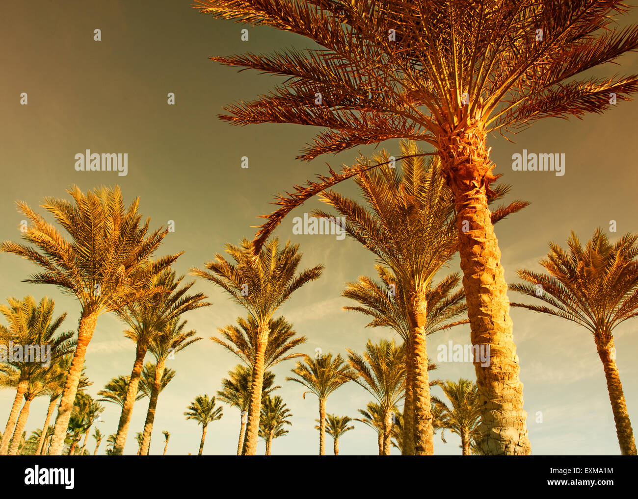 Palm forest at sunset Stock Photo - Alamy