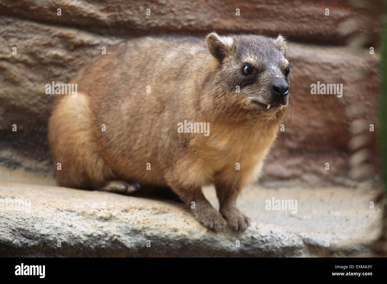 Hyraxes hi-res stock photography and images - Alamy