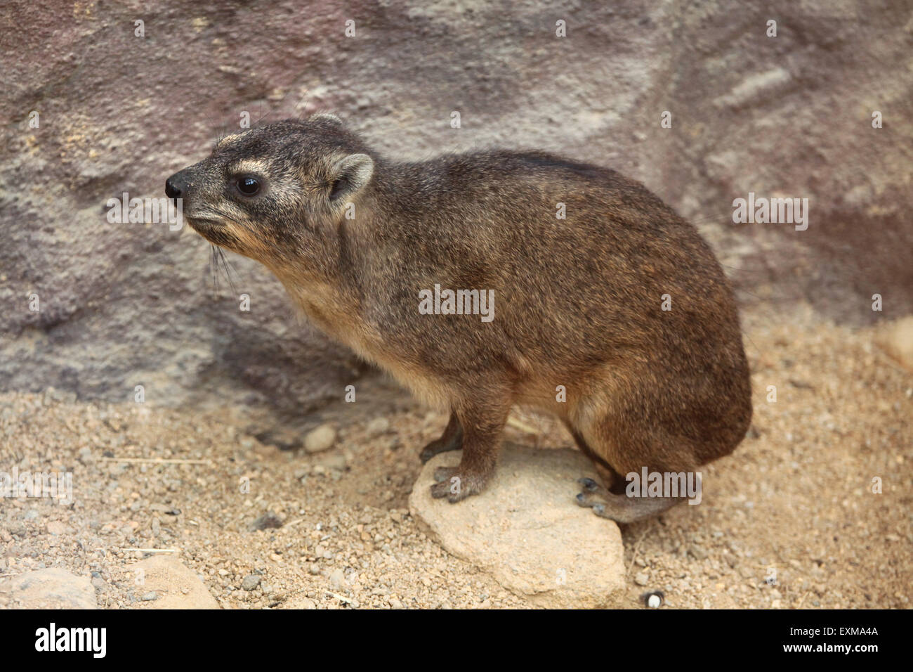 Rock hyrax (Procavia capensis), also known as the Cape hyrax at Ohrada ...