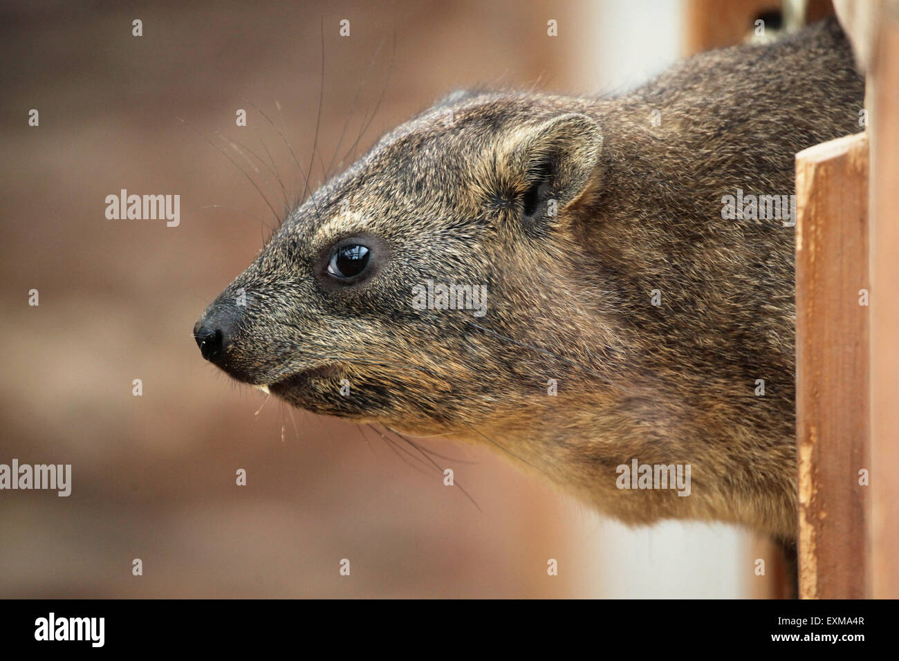 Rock hyrax zoo hi-res stock photography and images - Alamy