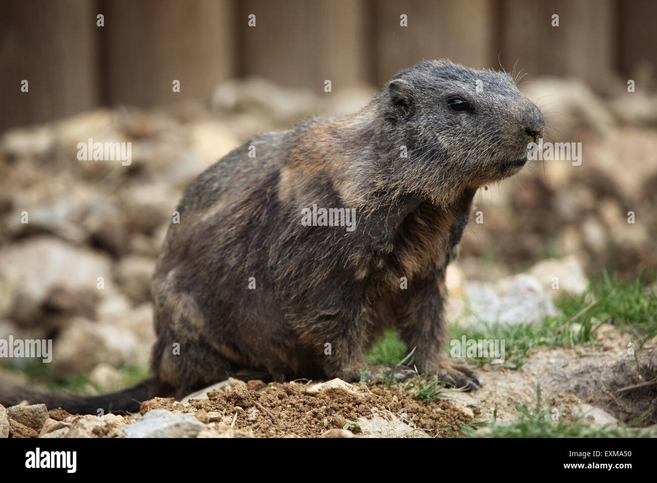 Alpine marmot (Marmota marmota) at Ohrada Zoo in Hluboka nad Vltavou ...