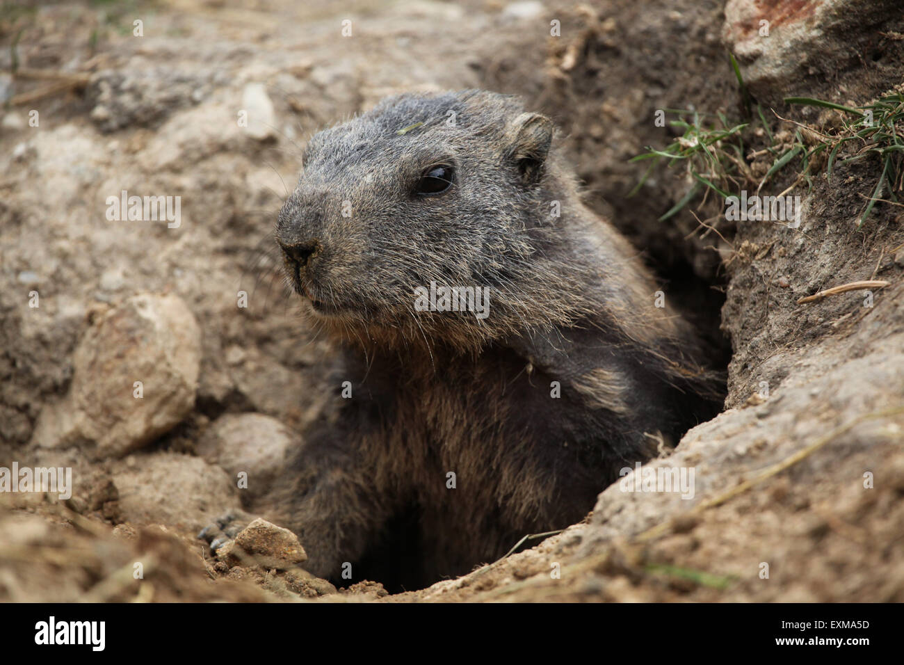 Alpine marmot (Marmota marmota) at Ohrada Zoo in Hluboka nad Vltavou ...