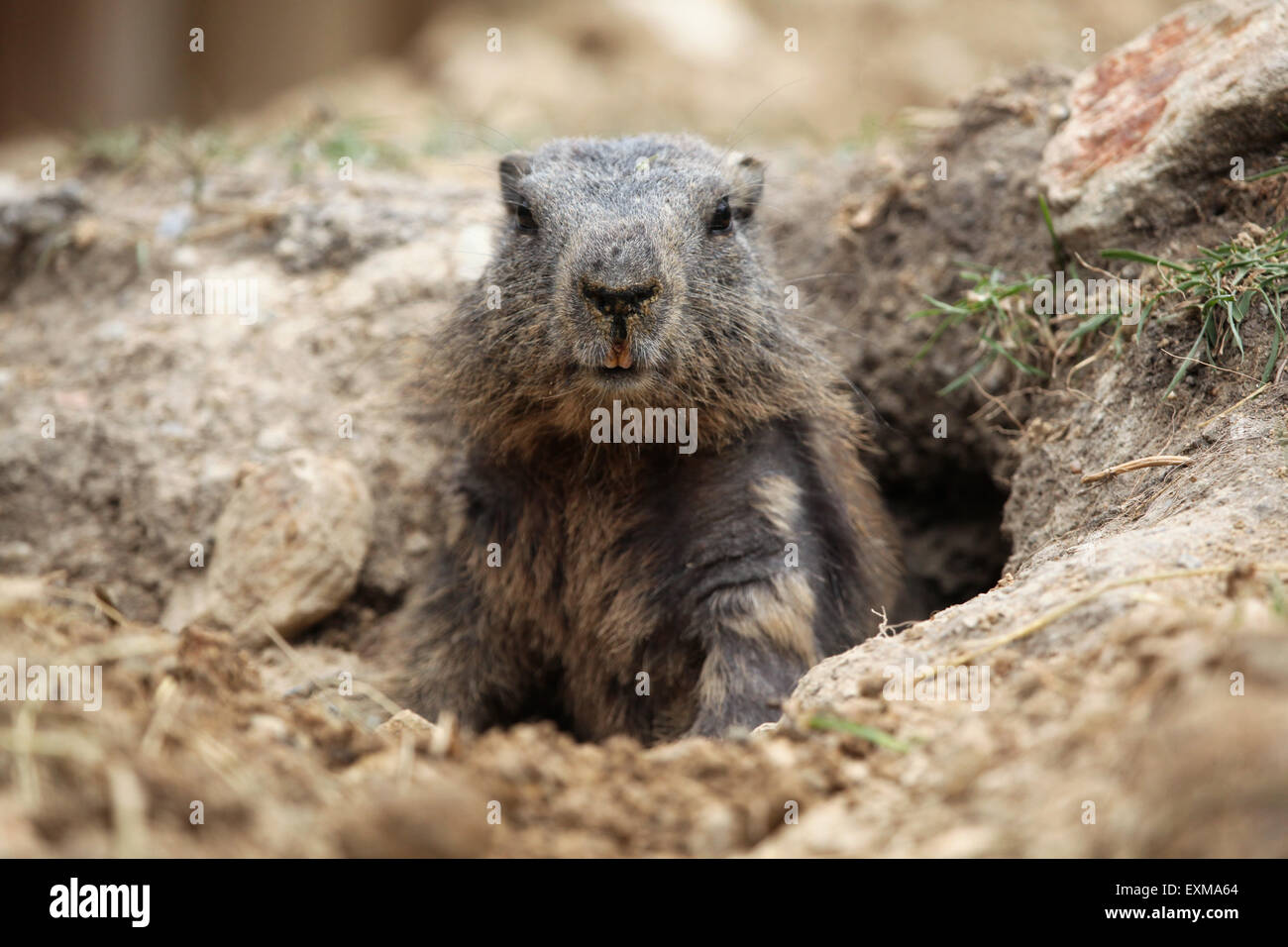 Alpine marmot (Marmota marmota) at Ohrada Zoo in Hluboka nad Vltavou ...