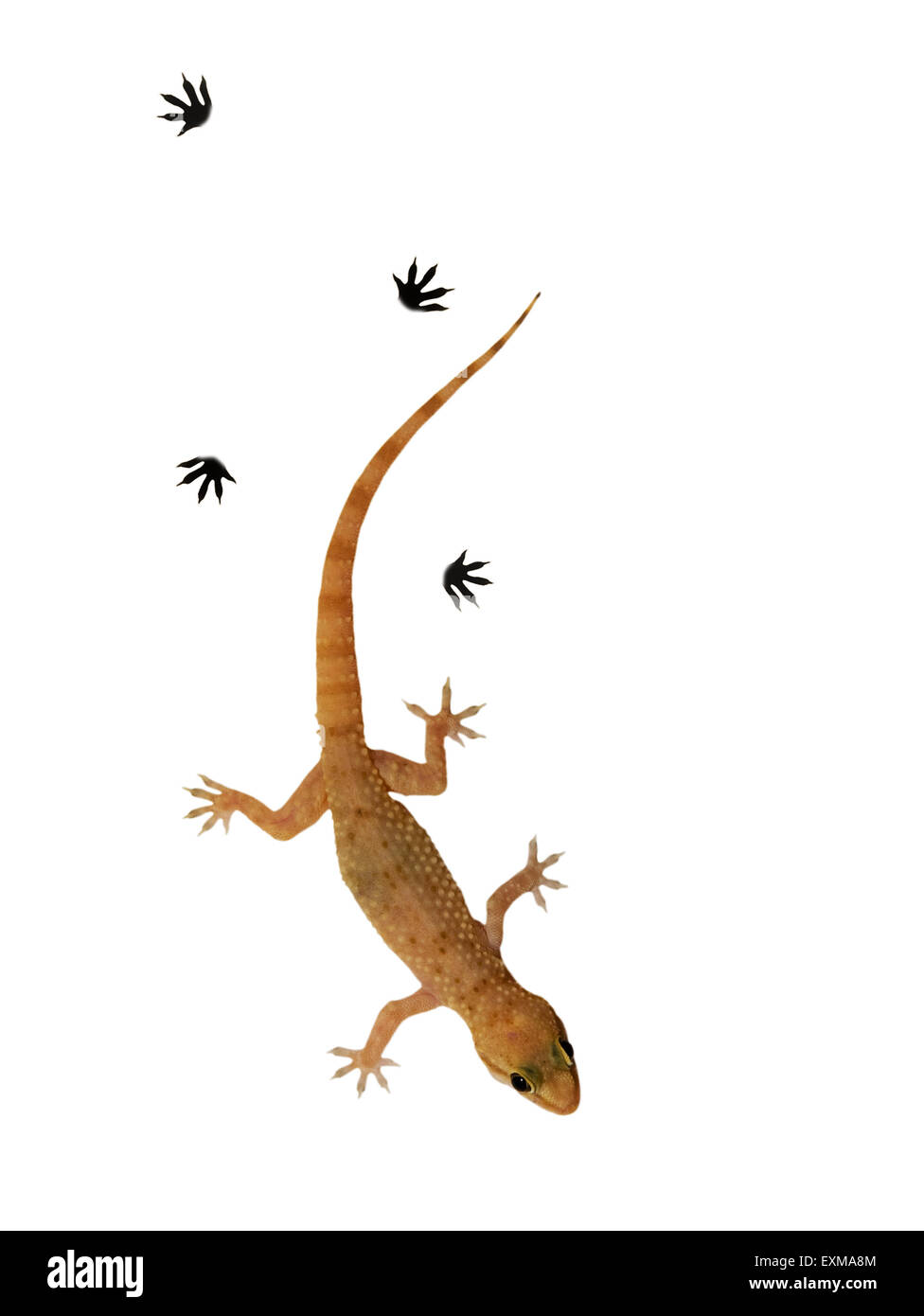 Small lizard over white background Stock Photo - Alamy