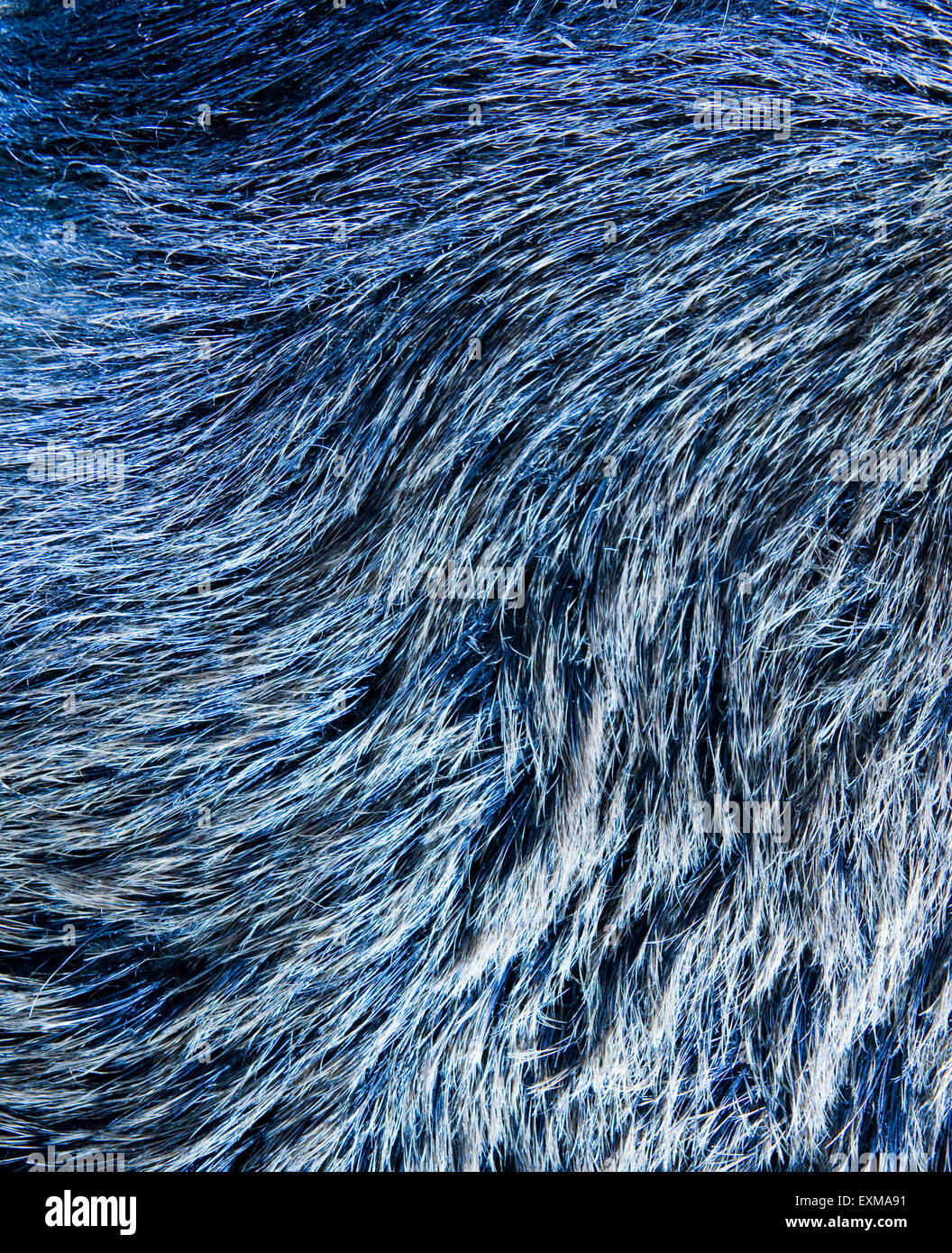 Fur texture (toned in blue Stock Photo - Alamy