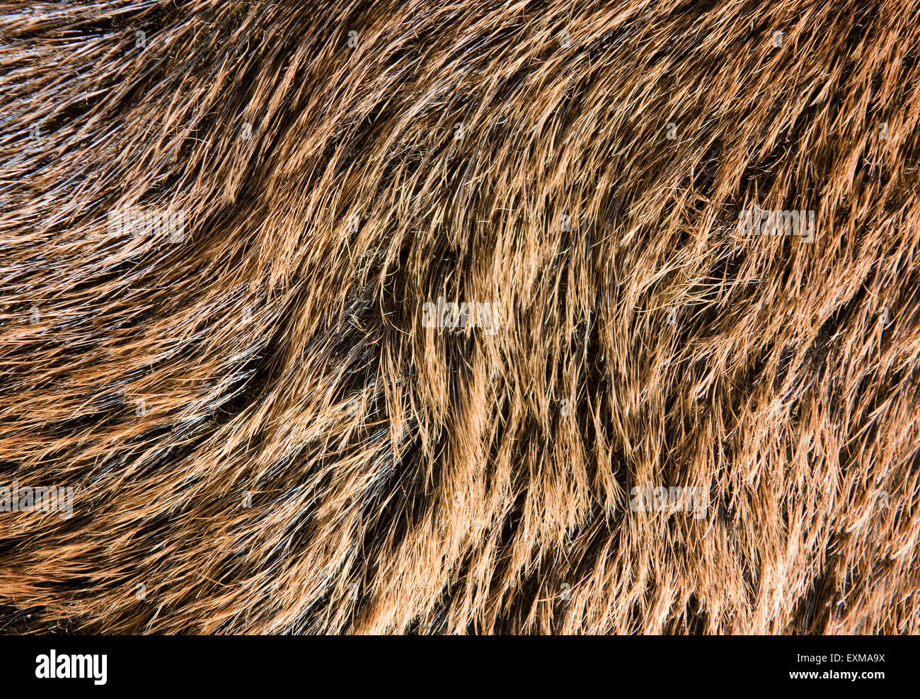 Short thick fur hi-res stock photography and images - Alamy