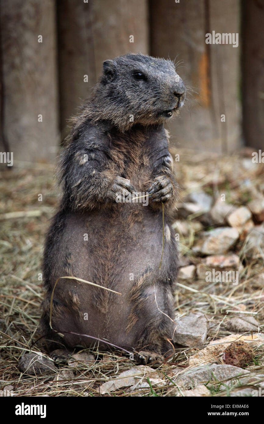 Alpine marmot (Marmota marmota) at Ohrada Zoo in Hluboka nad Vltavou ...