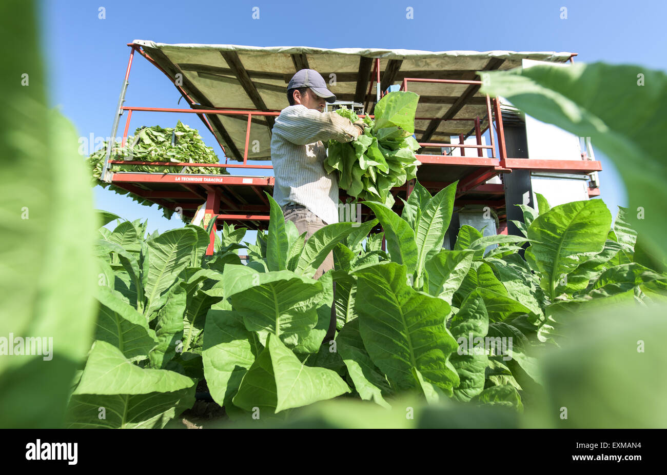 Bad Krozingen, Germany. 15th July, 2015. A Polish harvest helper poses ...