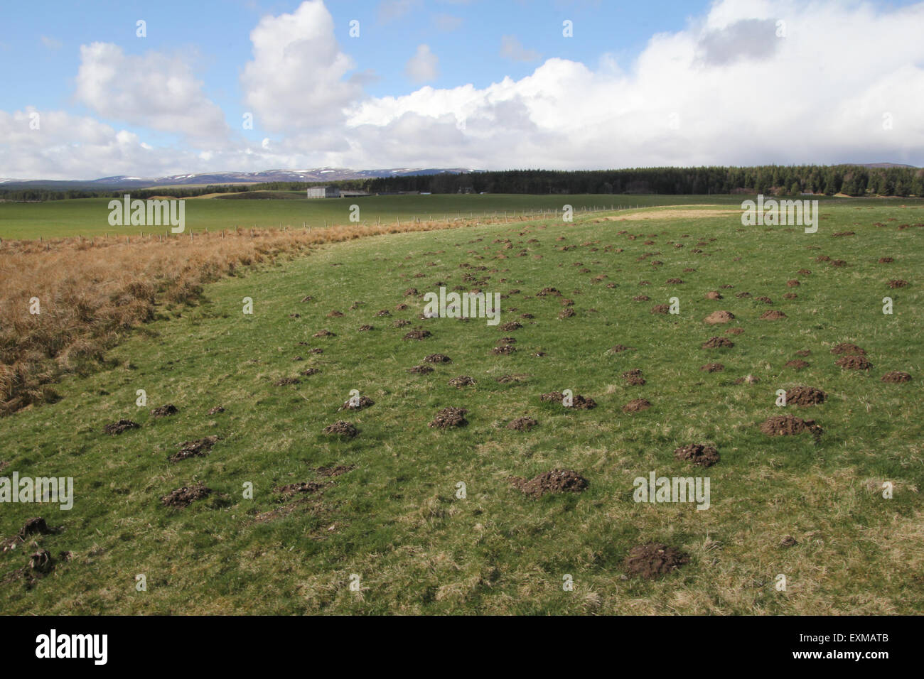 Mole hills hi-res stock photography and images - Alamy