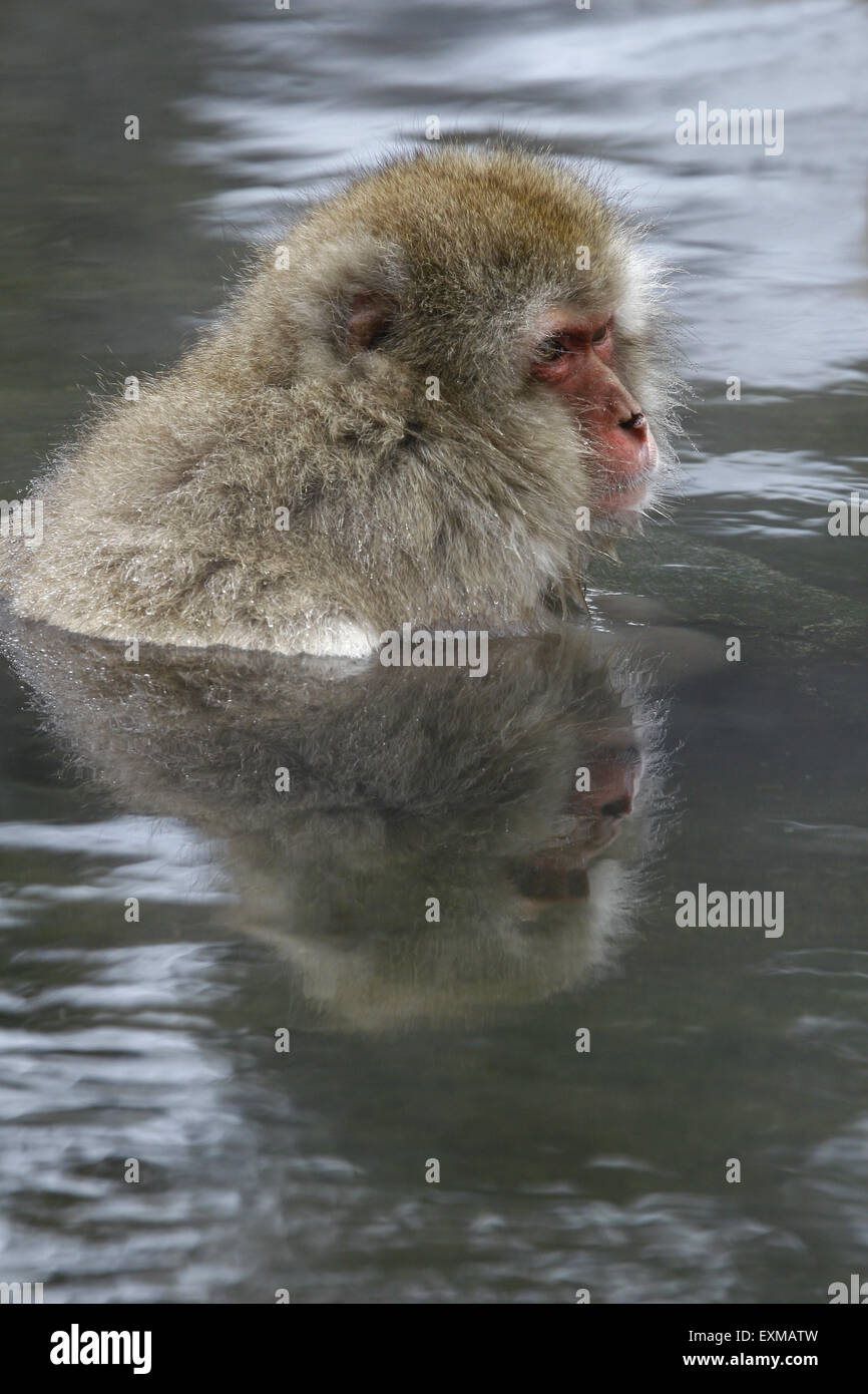 Monkey in water hi-res stock photography and images - Alamy
