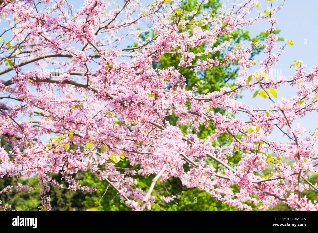 Branches in blossom of tree Eastern Redbud, also called Judas tree ...