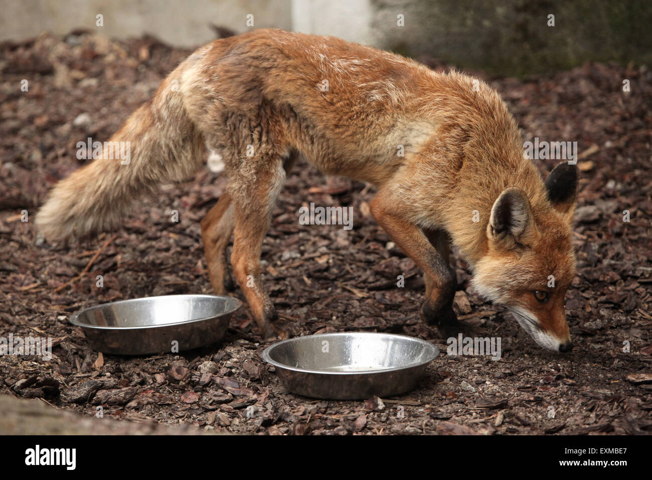 Feeding foxes garden bowls hi-res stock photography and images - Alamy