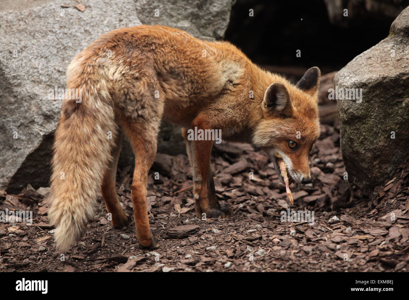 Red fox (Vulpes vulpes) eating chicken at Ohrada Zoo in Hluboka nad ...