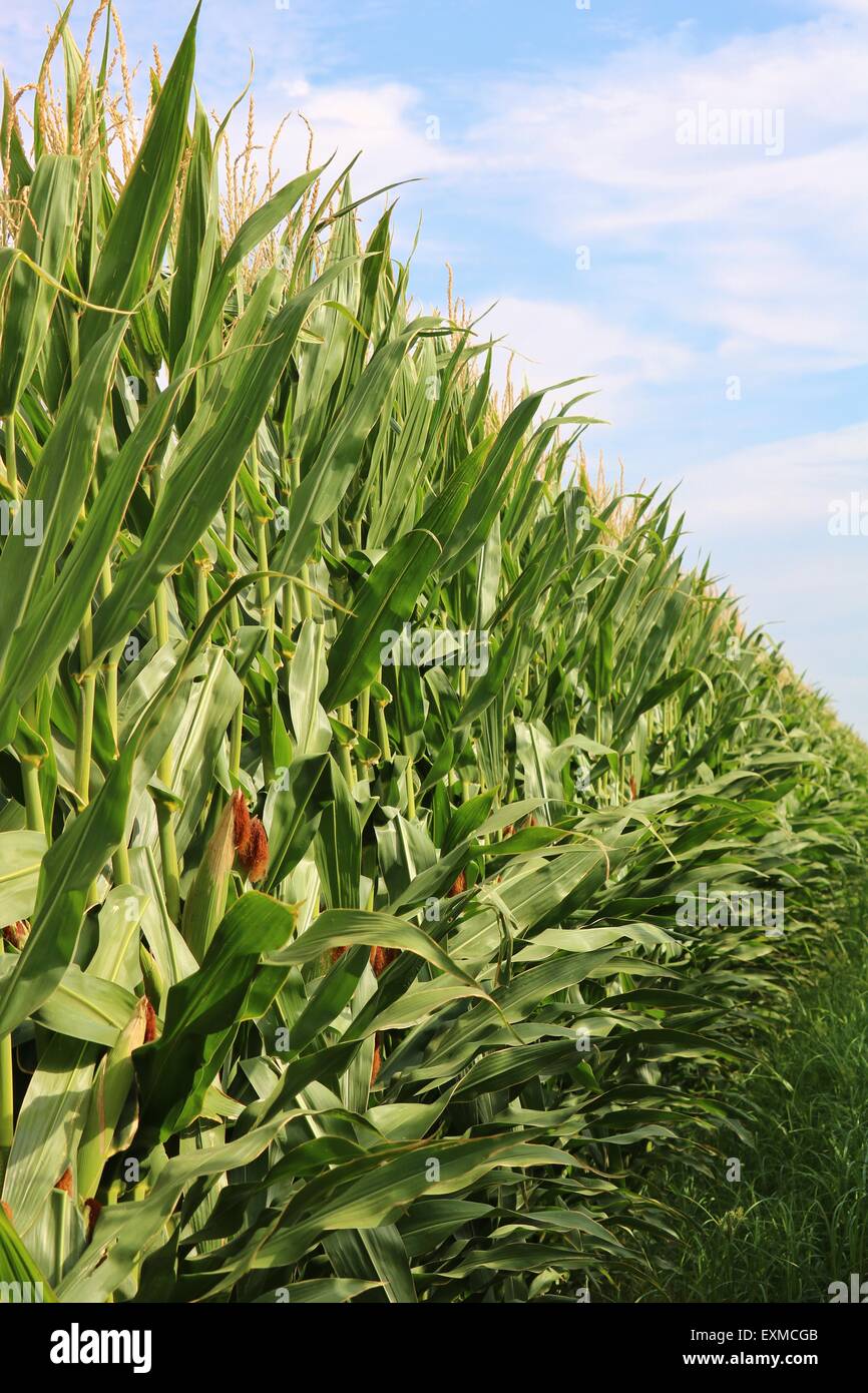 Corn Field and Blue Sky Stock Photo - Alamy