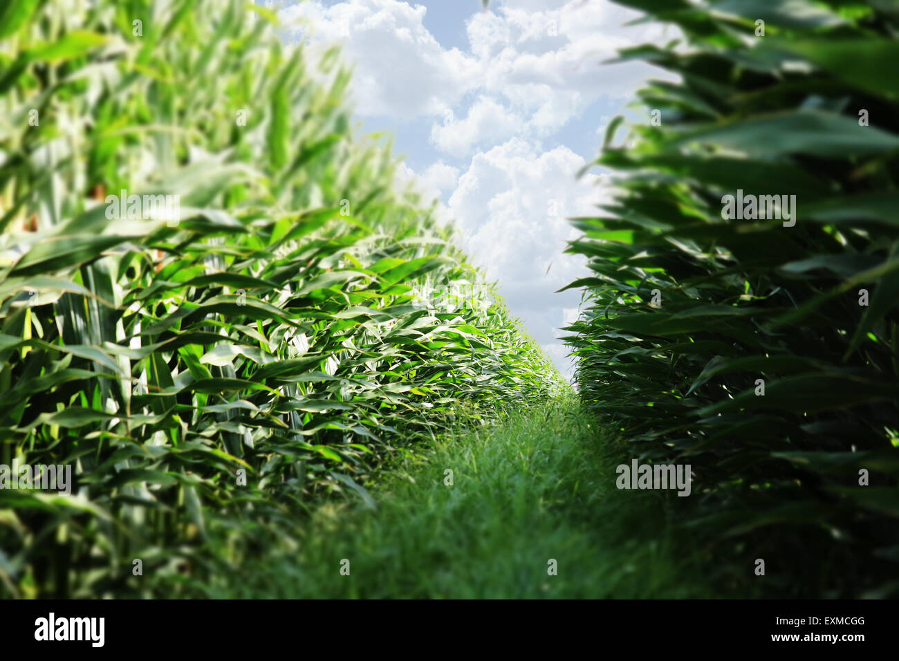 Corn Field and Blue Sky Stock Photo - Alamy