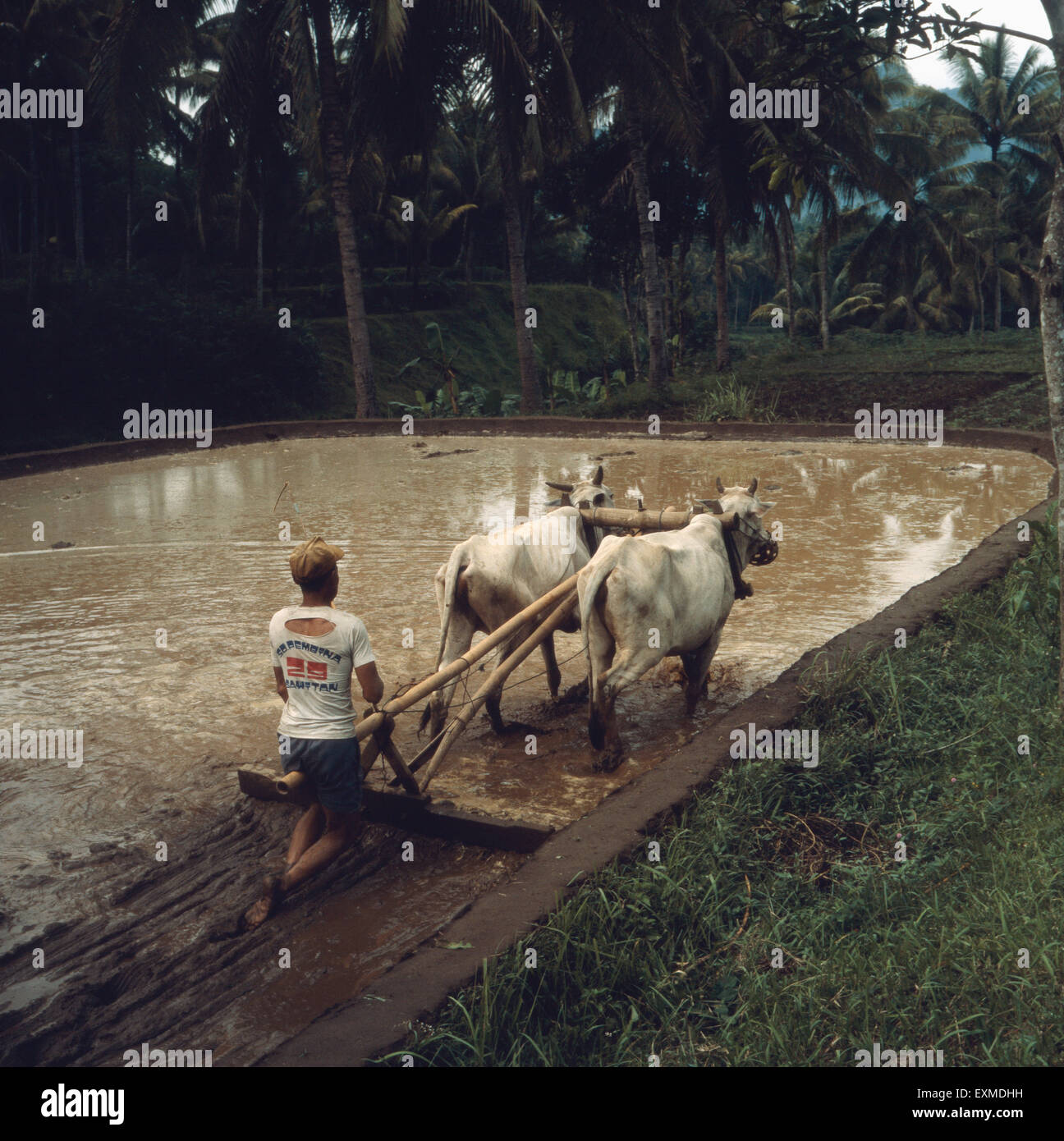 Alltag eines indonesischen Reisbauern auf Java, Indonesien 1980er Jahre ...