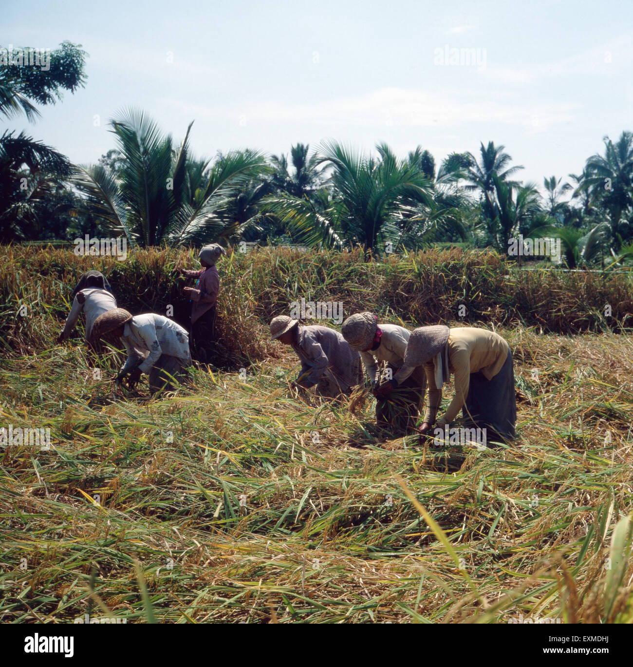 Rice growers hi-res stock photography and images - Alamy
