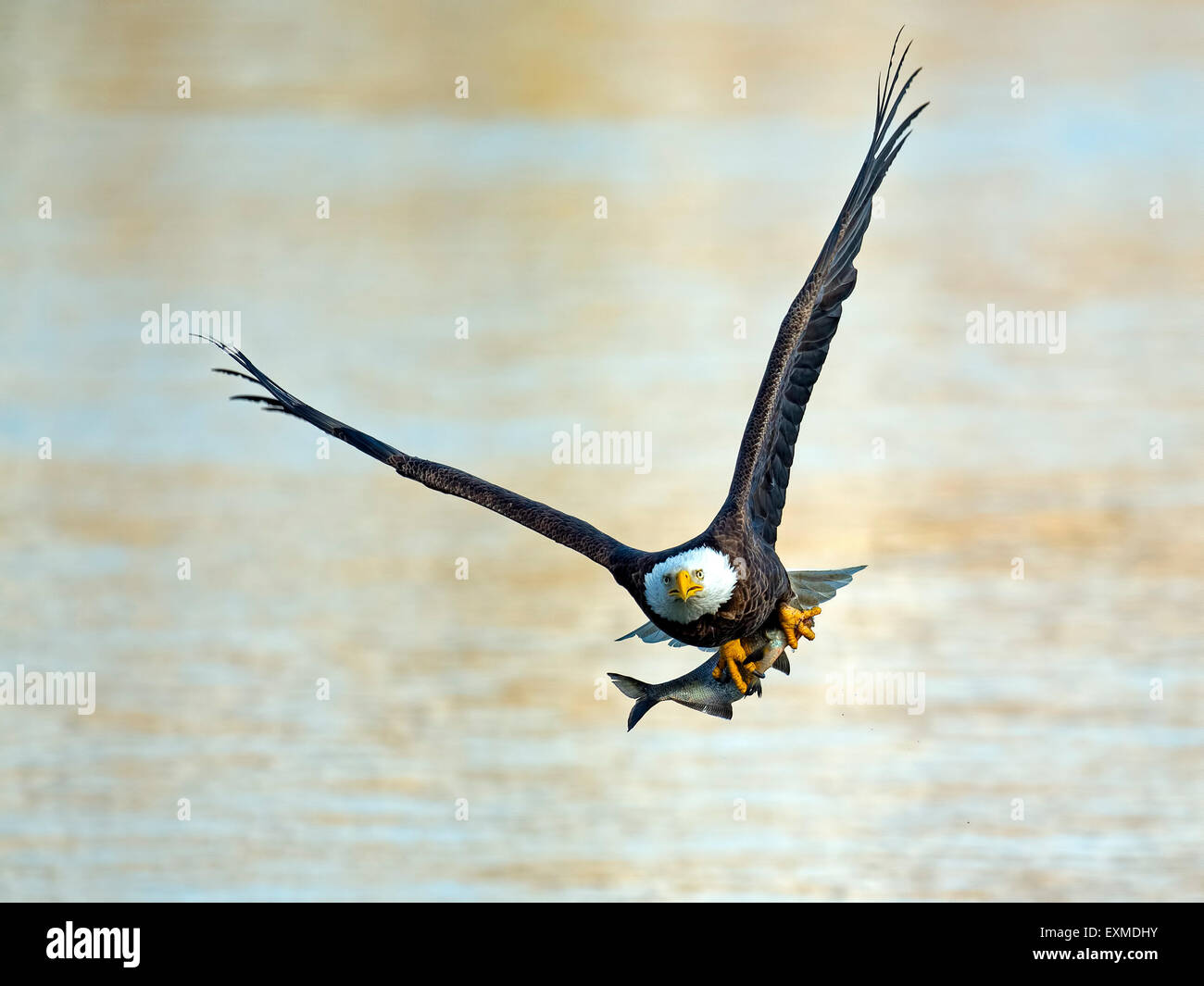 American Bald Eagle with Large Fish Stock Photo - Alamy American Bald Eagle with Large Fish Stock Photo - Alamy