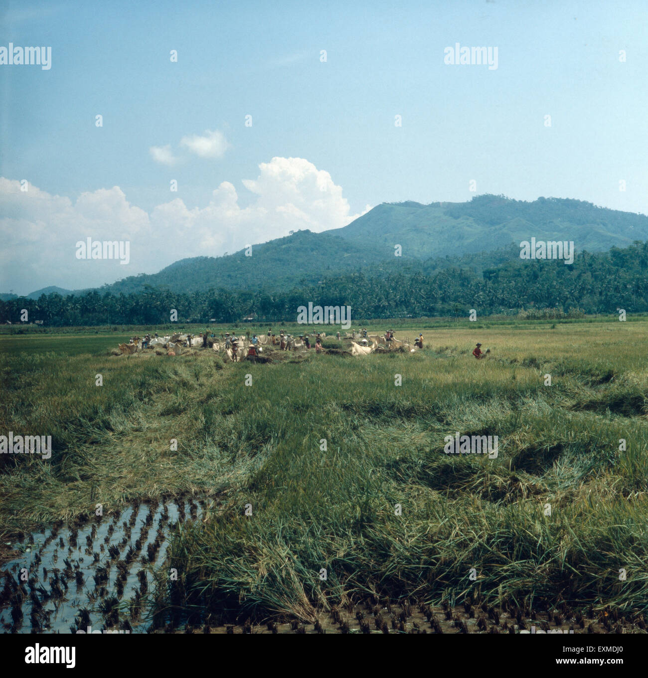 Alltag indonesischer Reisbauern auf Java, Indonesien 1980er Jahre ...