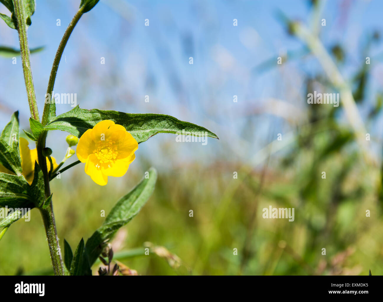 Buttercup leaf hi-res stock photography and images - Alamy