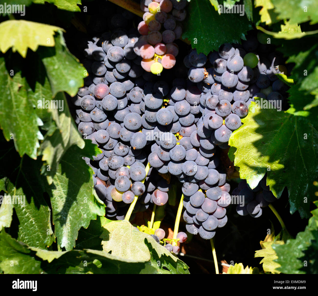 Red grapes wine farm viticulture hi-res stock photography and images ...