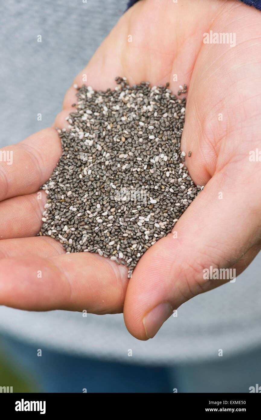 Salvia Hispanica seed. Hand holding Chia seeds Stock Photo - Alamy