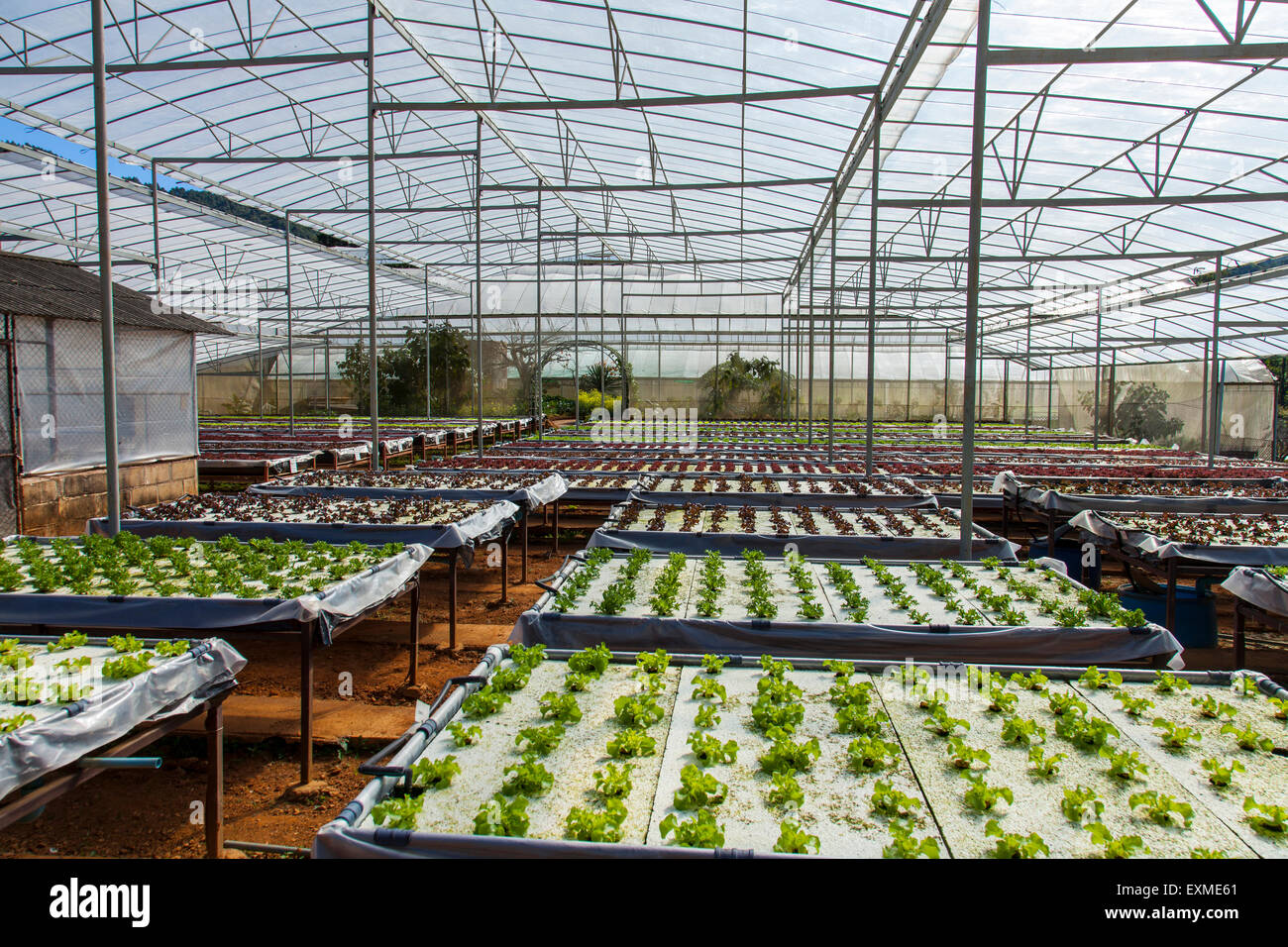 red and green oak leaf lettuce farmland Stock Photo - Alamy