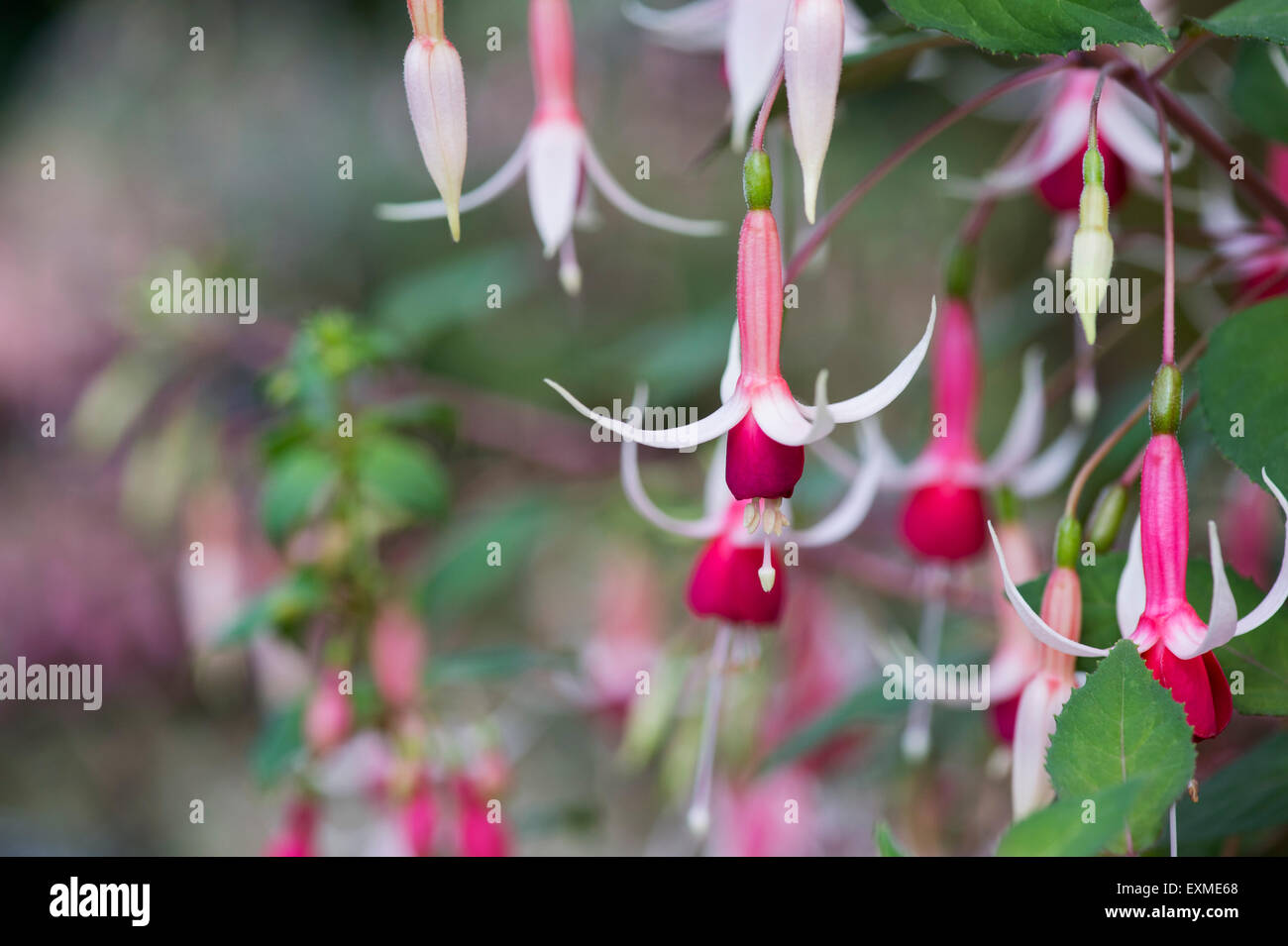 Checkerboard Flower High Resolution Stock Photography and Images - Alamy