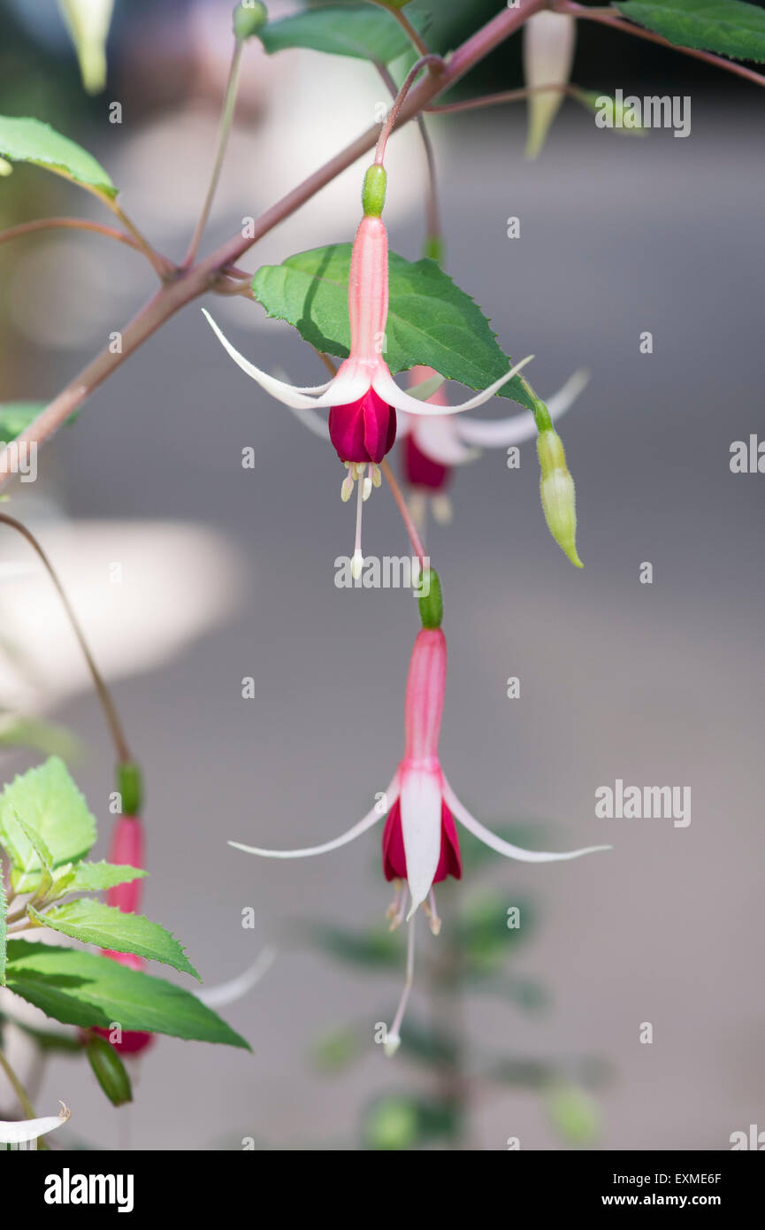 Fuchsia ‘Checkerboard’ flowers Stock Photo - Alamy