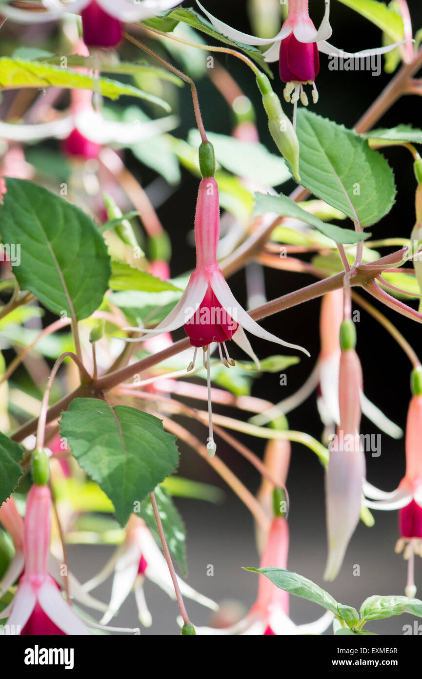 Fuchsia ‘Checkerboard’ flowers Stock Photo - Alamy