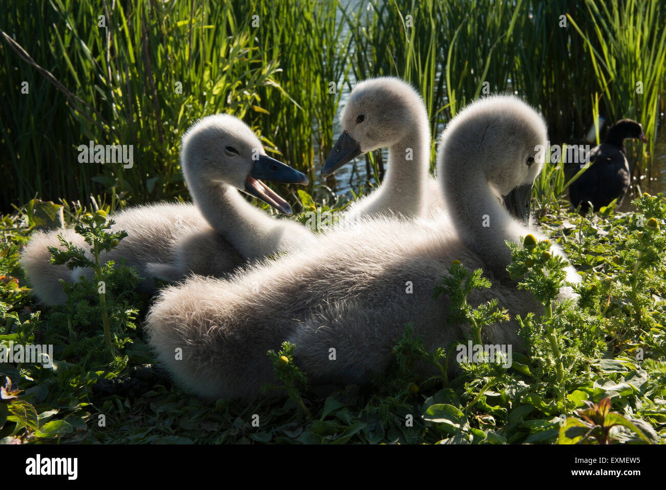 Sleepy cygnets hi-res stock photography and images - Alamy