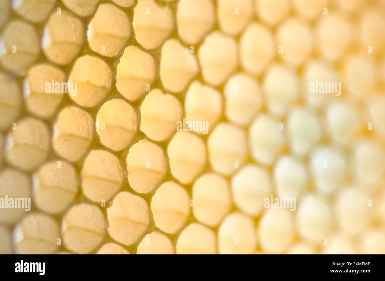 Empty HoneyComb on diagonal with small depth of field Stock Photo - Alamy