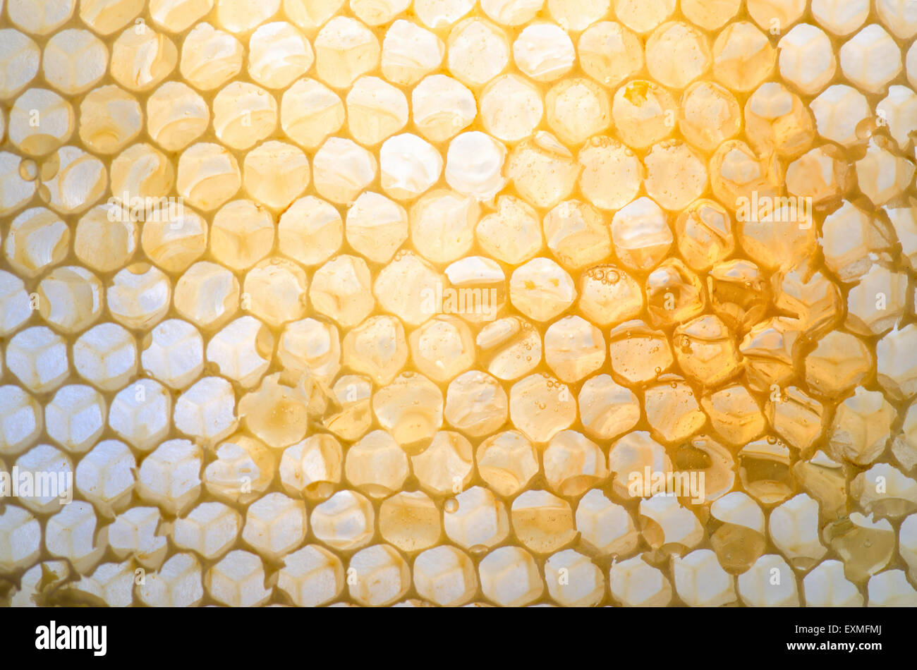 Honeycomb with honey inside lighten from back Stock Photo - Alamy