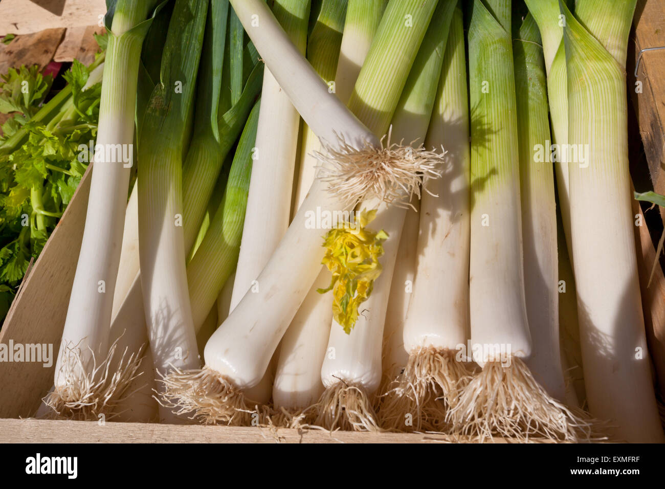 Fresh leeks in a rural farmers market. Horizontal shot Stock Photo - Alamy