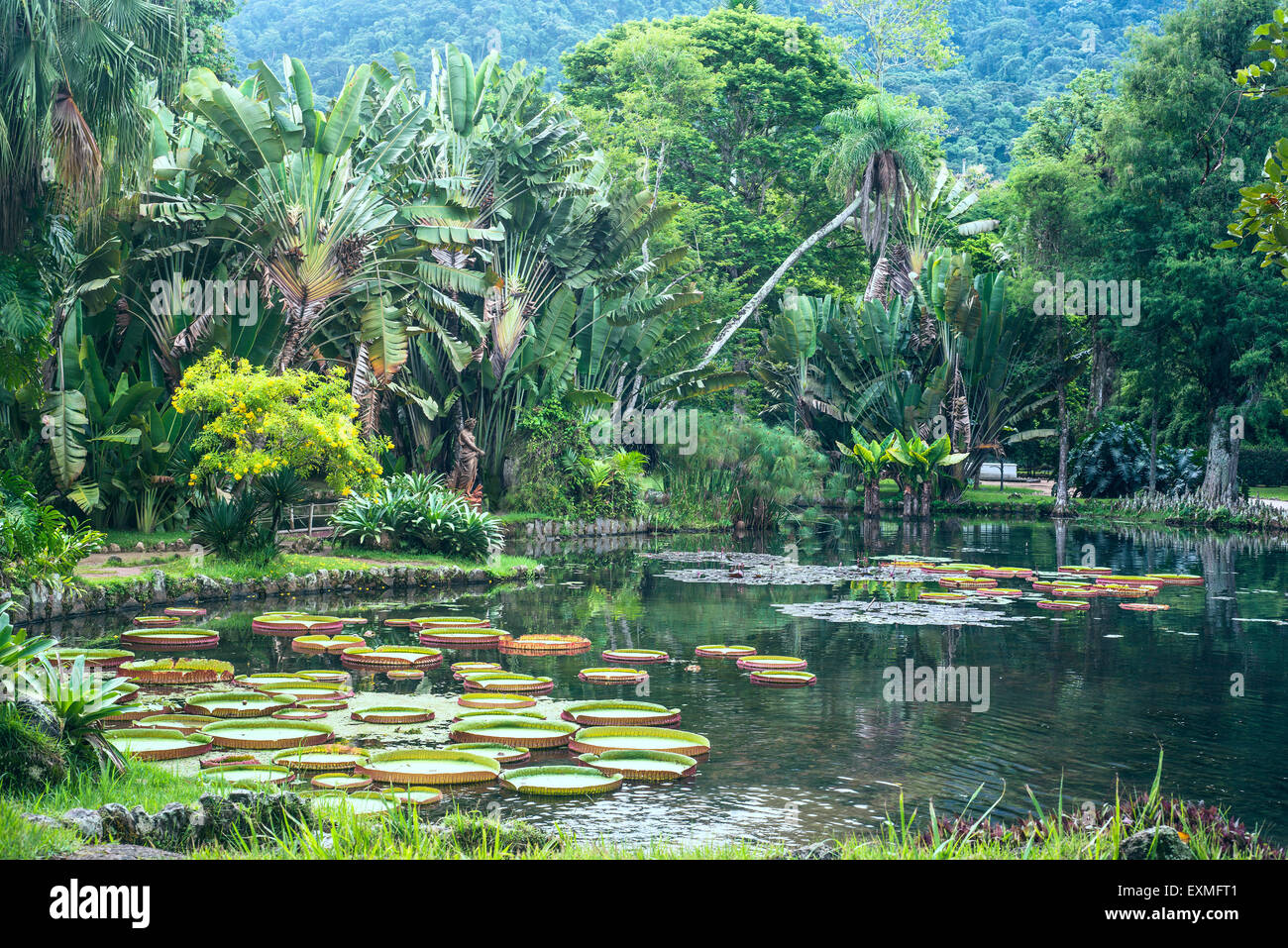 Victoria regia lily hi-res stock photography and images - Alamy