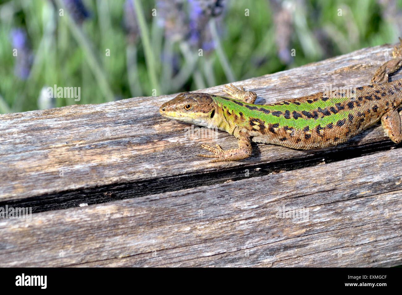 Lizard tail macro hi-res stock photography and images - Alamy