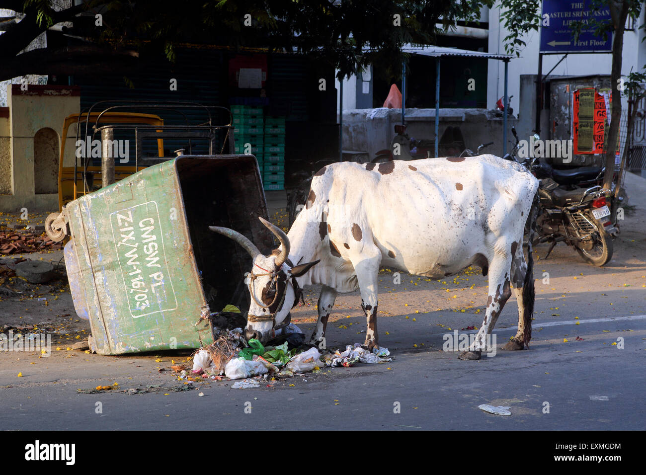 Cow eating garbage india hi-res stock photography and images - Alamy
