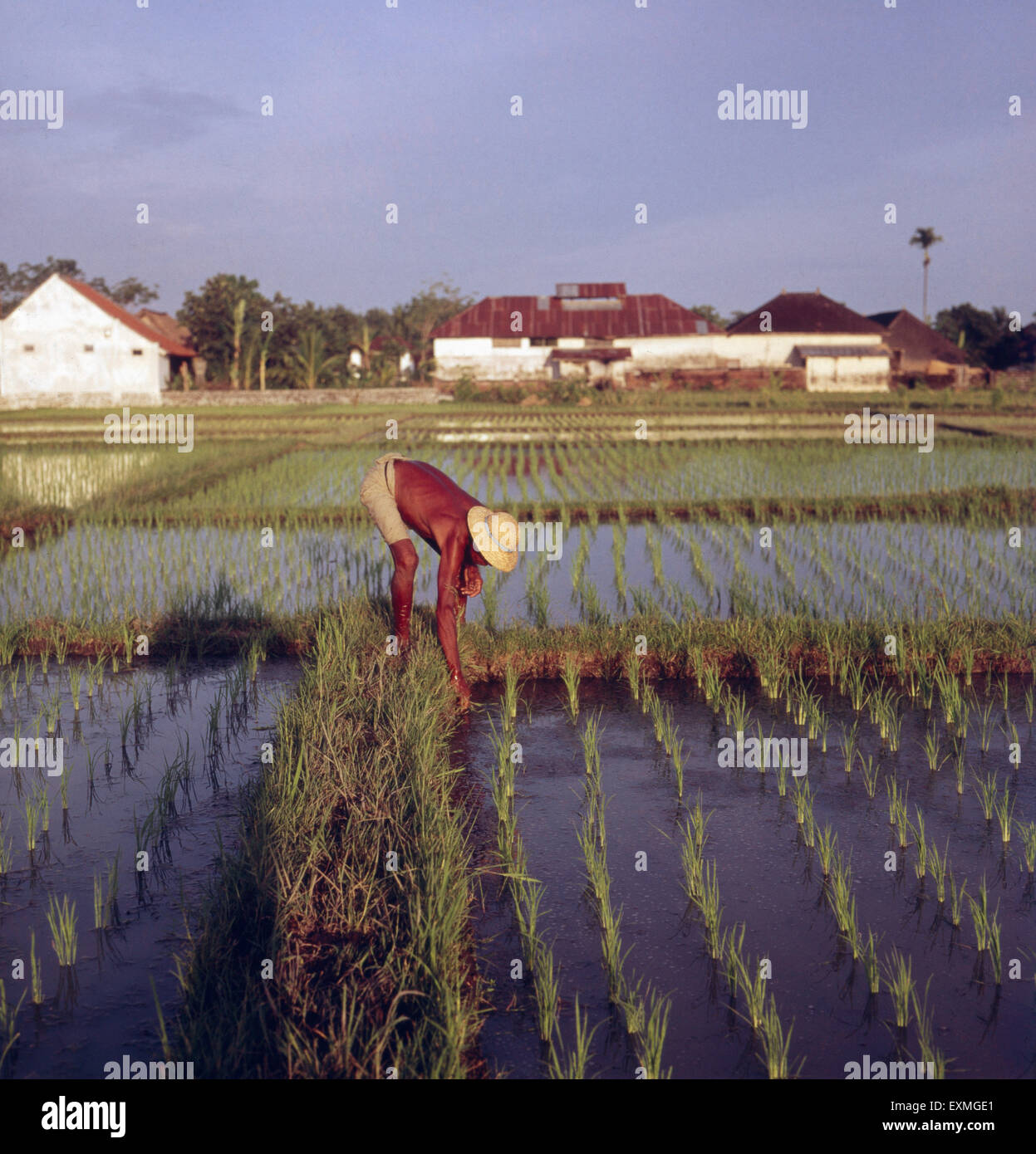 Ein Reisbauer bei der Arbeit, Bali, Indonesien 1982. A rice grower at ...