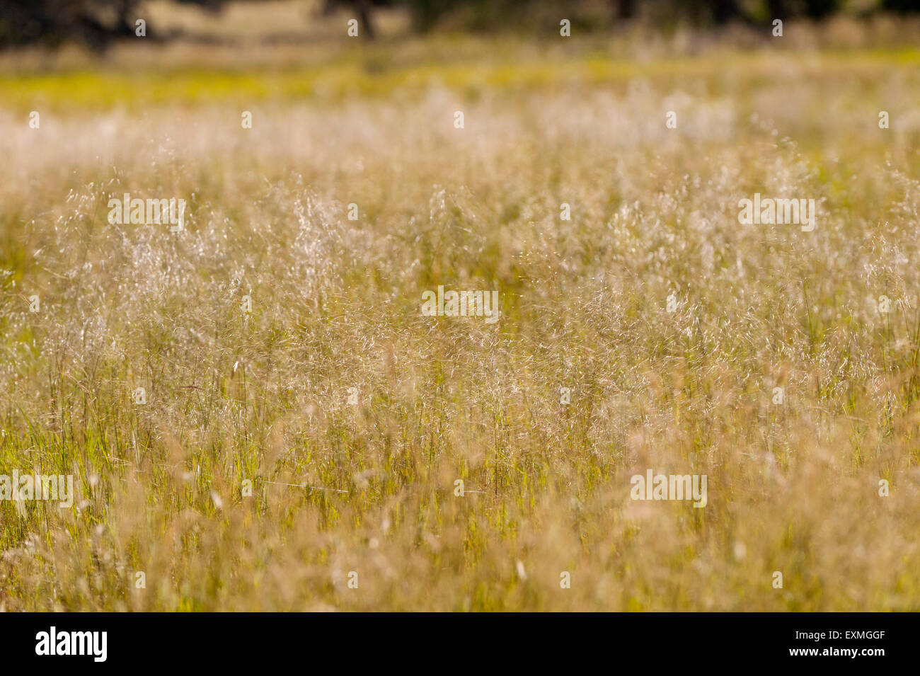 Great victoria desert grass hi-res stock photography and images - Alamy