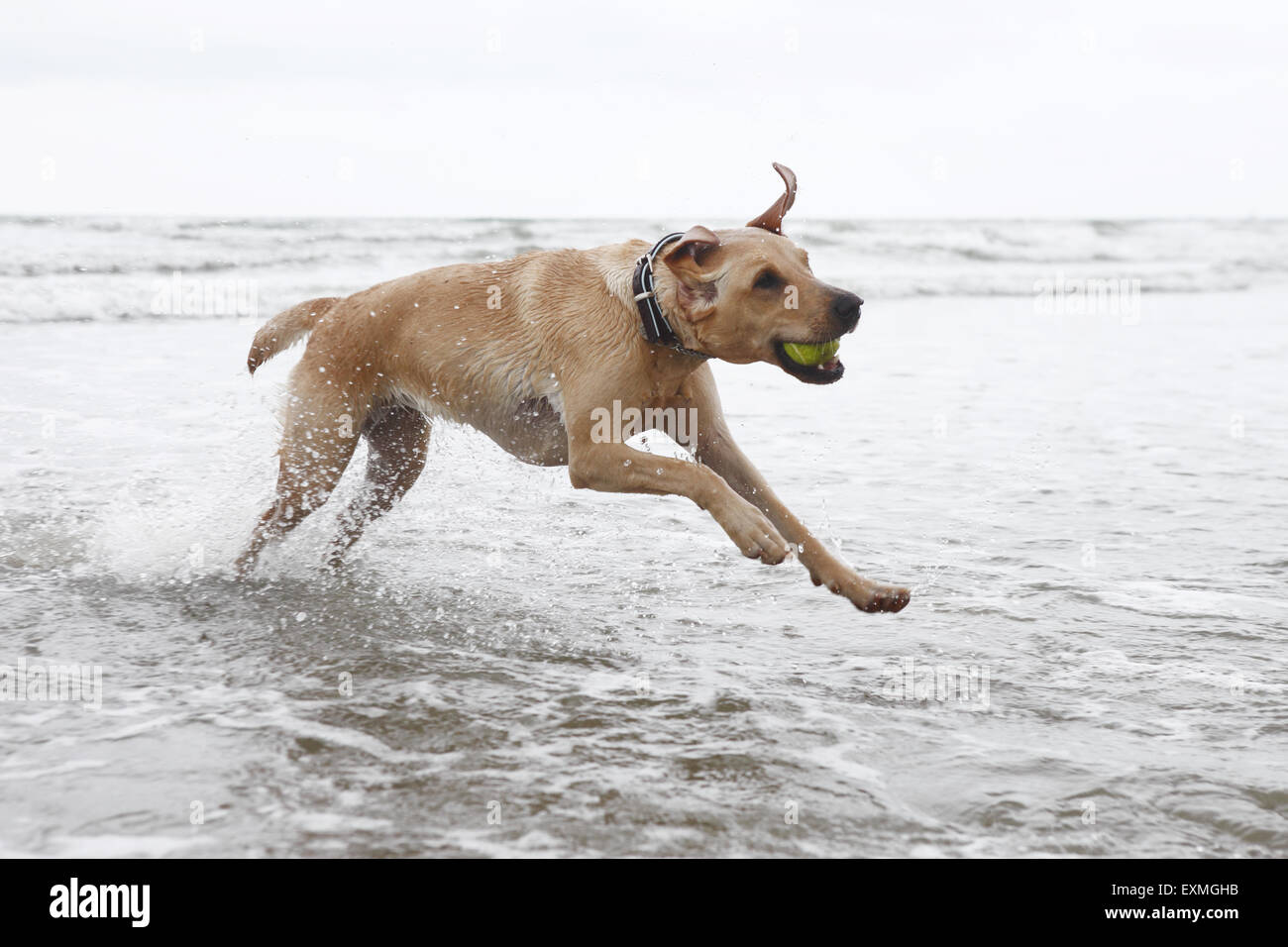 What Age Can Lab Puppies Swim